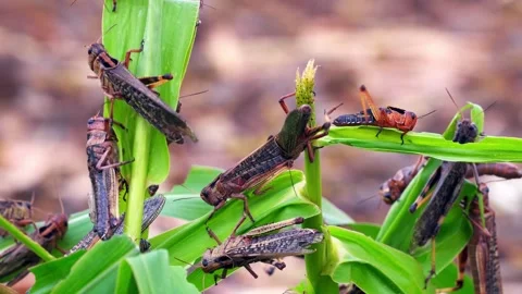 Locust Plague Stock Videos – Royalty-Free HD & 4K Videos | Pond5