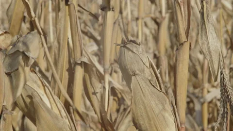 Crops of maize by windy day 4K close-up ... | Stock Video | Pond5