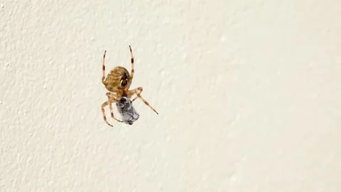 Cross Orb weaver spider eating prey in I... | Stock Video | Pond5