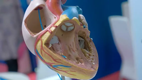 Cross-section of an anatomical model of ... | Stock Video | Pond5