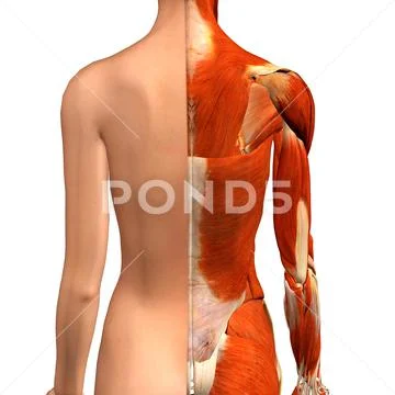 Cross-section anatomy of female shoulders and back muscles ~ Clip Art ...