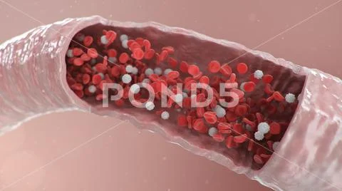 Cross section artery view. Red blood cells inside an artery, vein ...