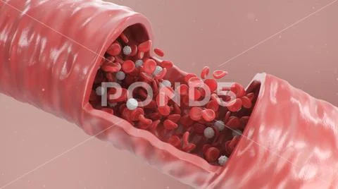 Cross section artery view. Red blood cells inside an artery, vein ...