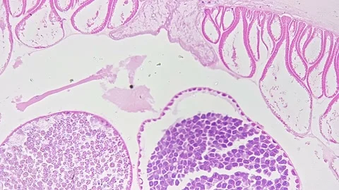 Cross section of ascaris magnified under... | Stock Video | Pond5