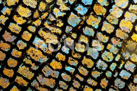 Photograph: Cross-section of Coal photographed through the microscope ...