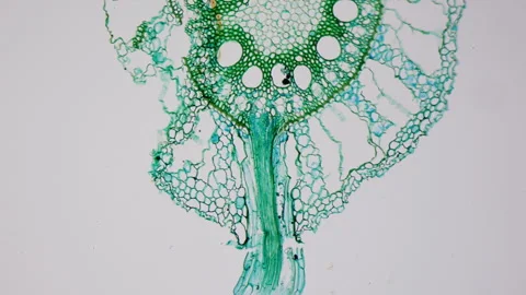 Cross section of corn root under microsc... | Stock Video | Pond5