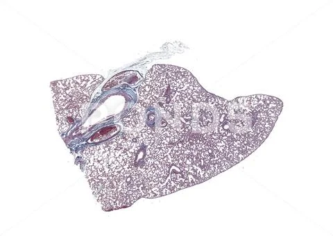 Cross section cut human body cells under a scientific microscope Stock ...