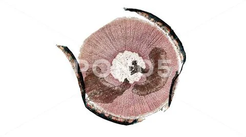 Cross section cut under microscope microscopic view of botanic plant ...