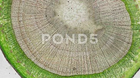 Photograph: Cross section cut under microscope microscopic view of ...