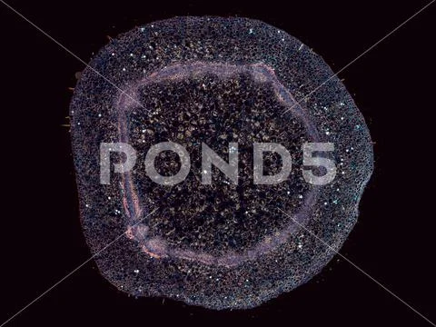 Cross section cut under microscope microscopic view of botanic plant ...