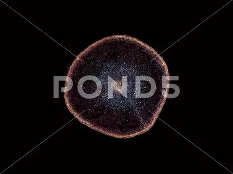 Cross section cut under microscope microscopic view of botanic plant ...