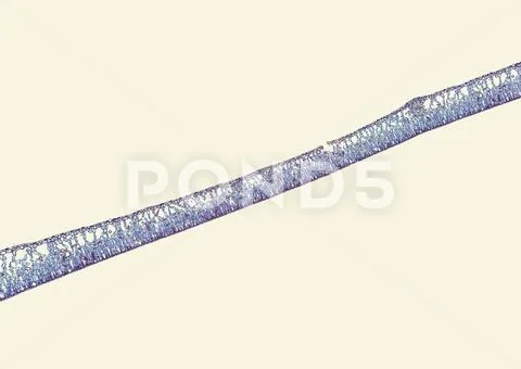 Cross section cut under microscope microscopic view of botanic plant ...