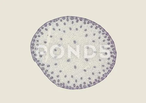 Cross section cut under microscope microscopic view of botanic plant ...