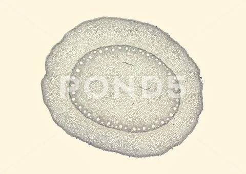 Cross section cut under microscope microscopic view of botanic plant ...