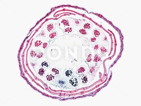 Cross section cut under microscope microscopic view of botanic plant ...