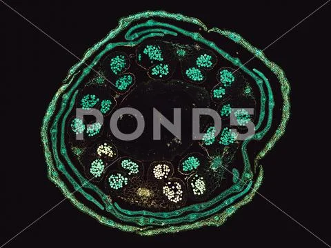 Cross section cut under microscope microscopic view of botanic plant ...