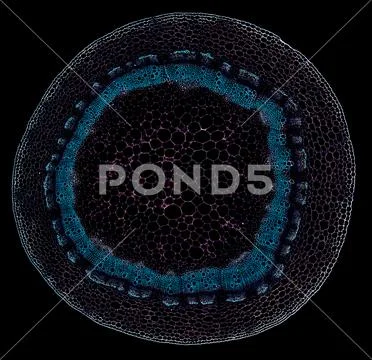 Cross section cut under microscope microscopic view of botanic plant ...