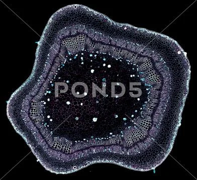 Cross section cut under microscope microscopic view of botanic plant ...