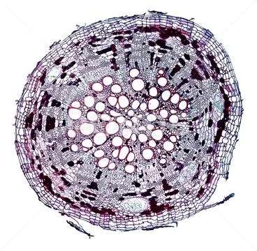 Cross section cut under microscope microscopic view of botanic plant ...