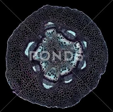 Cross section cut under microscope microscopic view of botanic plant ...
