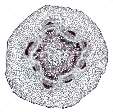 Cross section cut under microscope microscopic view of botanic plant ...