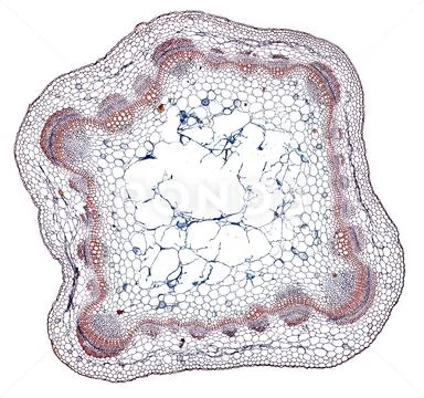 Cross section cut under microscope microscopic view of botanic plant ...