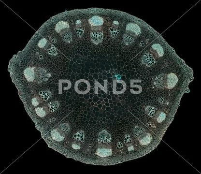 Cross section cut under microscope microscopic view of botanic plant ...