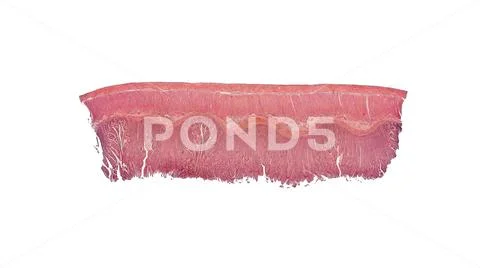 Cross section cut under microscope microscopic view of botanic plant ...