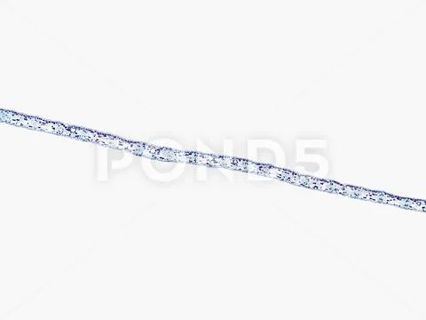 Cross section cut under microscope microscopic view of botanic plant ...