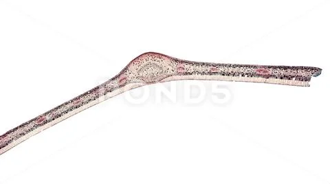 Cross section cut under microscope microscopic view of botanic plant ...