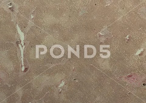 Photograph: Cross section cut under microscope microscopic view of ...