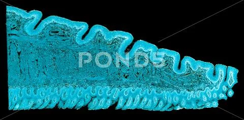 Cross section cut under microscope microscopic view of botanic plant ...