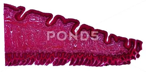 Cross section cut under microscope microscopic view of botanic plant ...