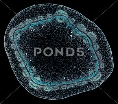 Cross section cut under microscope microscopic view of botanic plant ...