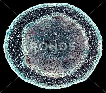Cross section cut under microscope microscopic view of botanic plant ...