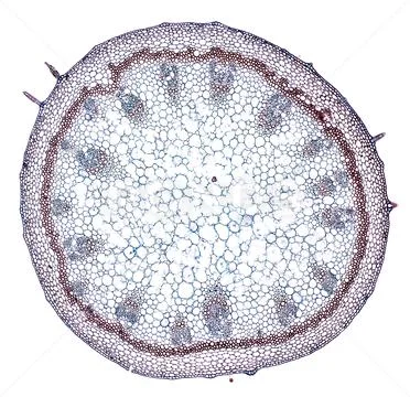 Cross section cut under microscope microscopic view of botanic plant ...