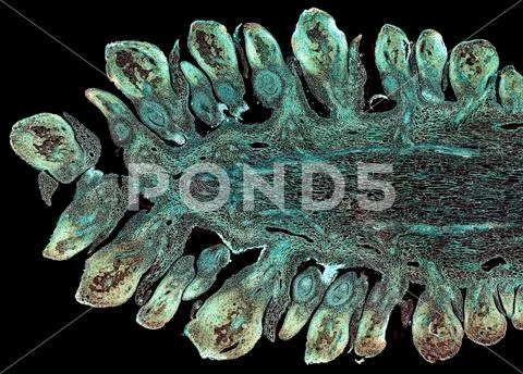 Cross section cut under microscope microscopic view of botanic plant ...