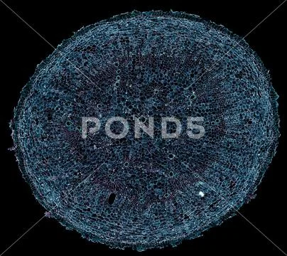 Photograph: Cross section cut under microscope microscopic view of ...