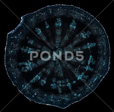 Cross section cut under microscope microscopic view of botanic plant ...