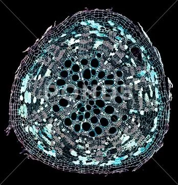 Cross section cut under microscope microscopic view of botanic plant ...