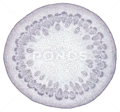 Photograph: Cross section cut under microscope microscopic view of ...