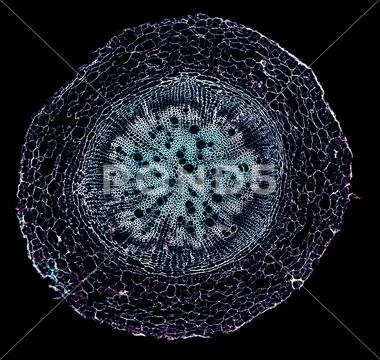 Photograph: Cross section cut under microscope microscopic view of ...