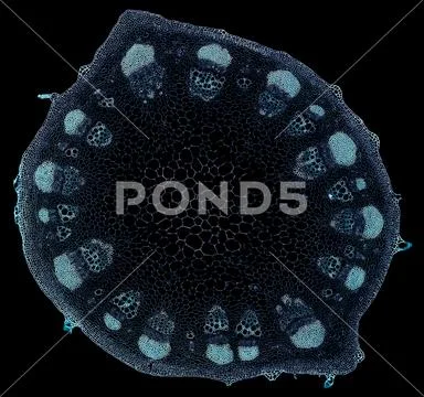 Photograph: Cross section cut under microscope microscopic view of ...