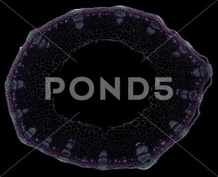 Cross section cut under microscope microscopic view of botanic plant ...