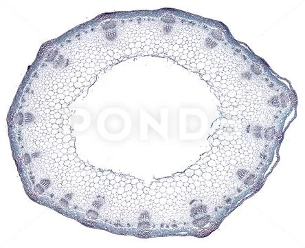 Cross section cut under microscope microscopic view of botanic plant ...