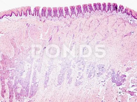 Cross section cut under microscope microscopic view of botanic plant ...