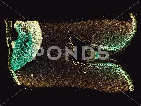 Cross section cut under microscope microscopic view of botanic plant ...