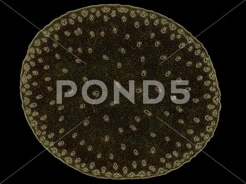 Cross section cut under microscope microscopic view of botanic plant ...