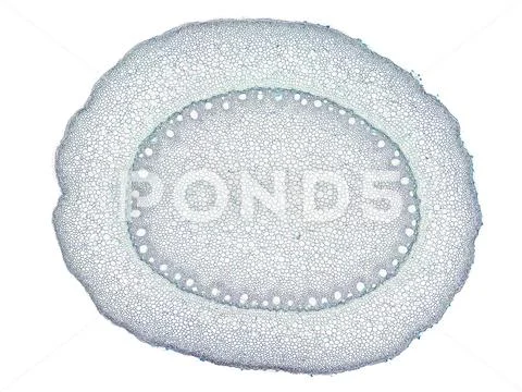 Cross section cut under microscope microscopic view of botanic plant ...