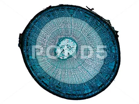 Cross section cut under microscope microscopic view of botanic plant ...